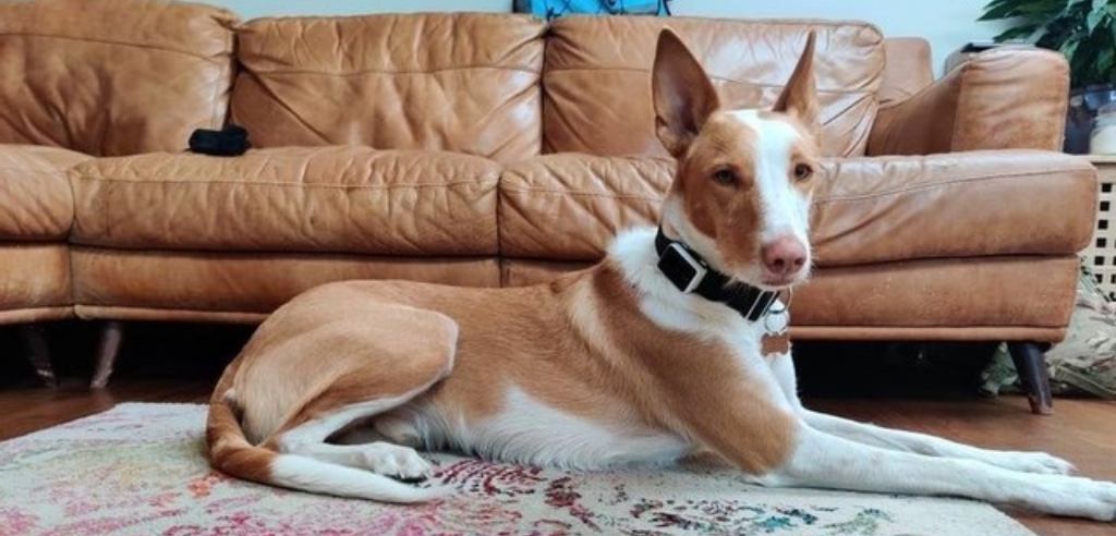 Indoor exercises to do with your dog