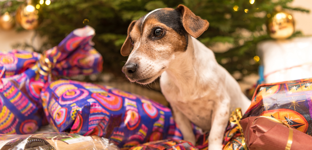 The ultimate Christmas gift guide for pets
