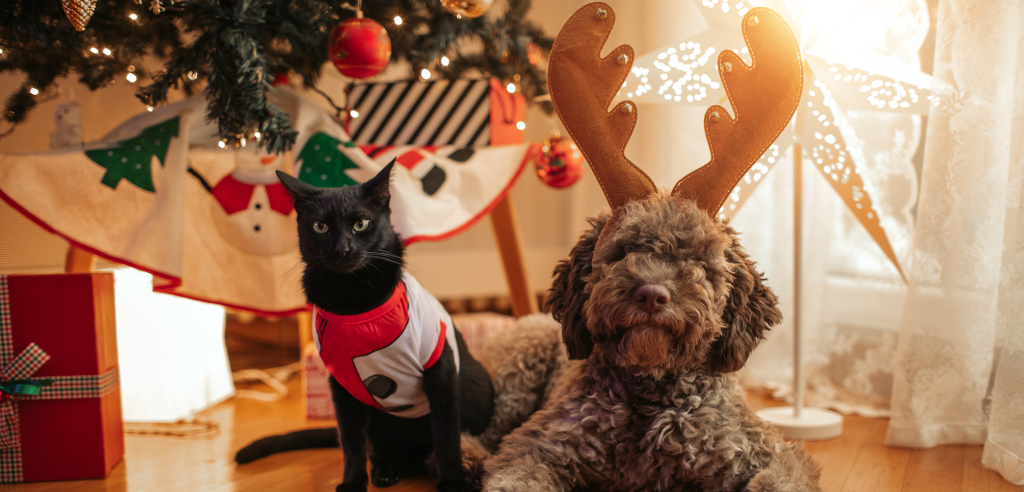 The best advent calendars for pets