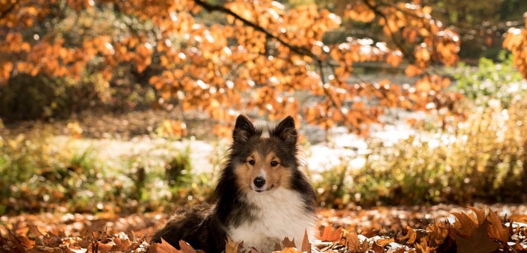 Autumn dangers for pets